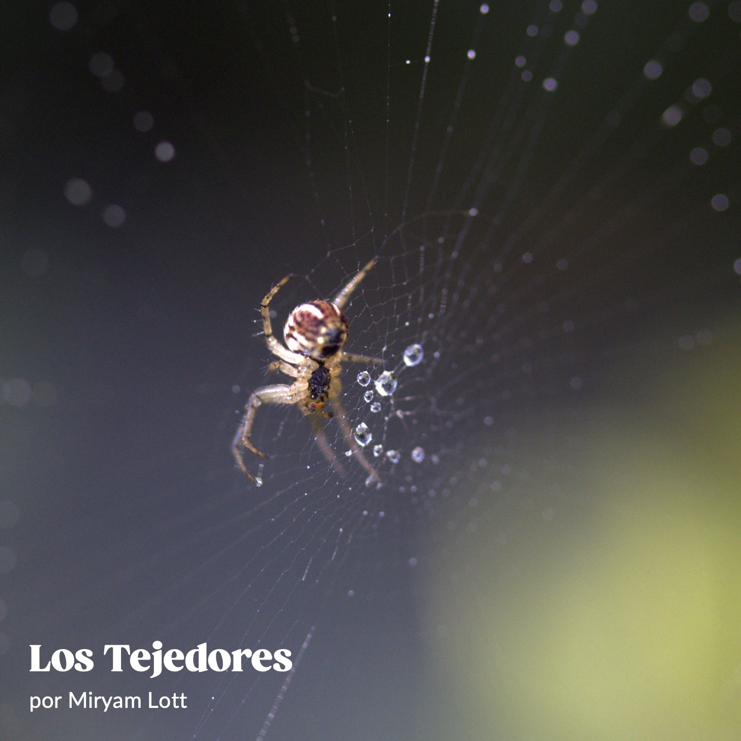 Gallery-Square-low-res-Tejedores – Nature Footprints